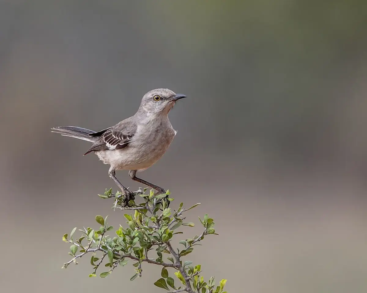 Northern Mockingbird | Animal Kingdom Wiki | Fandom