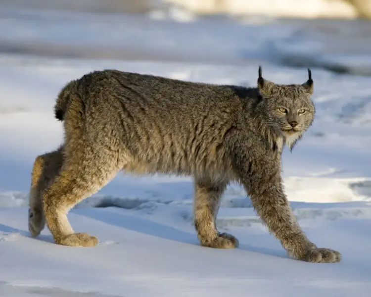 Canadian Lynx | Animal Kingdom Wiki | Fandom
