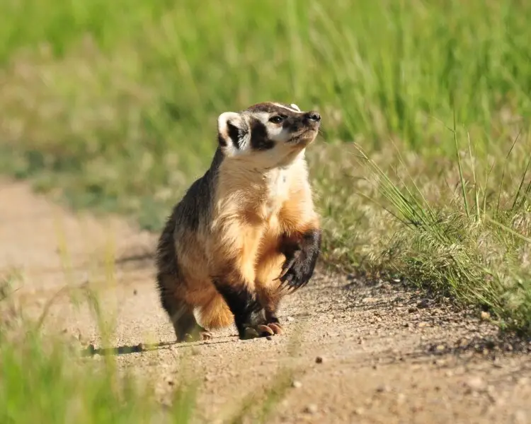American Badger | Animal Kingdom Wiki | Fandom