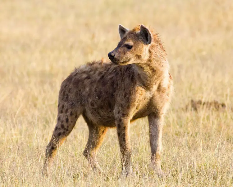 Spotted Hyena | Animal Kingdom Wiki | Fandom