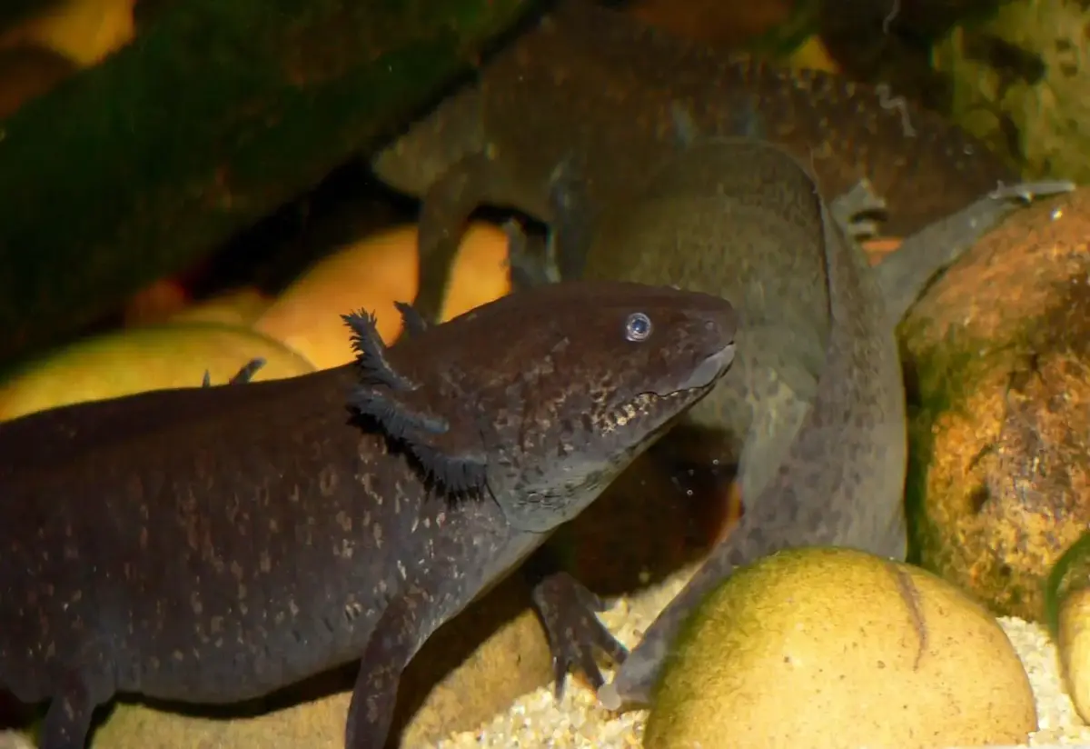 Axolotl | Animal Kingdom Wiki | Fandom