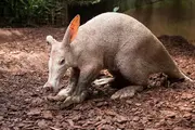 Aardvark/Breeds | Animal Kingdom Wiki | Fandom