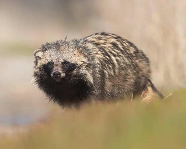 Raccoon Dog | Animal Kingdom Wiki | Fandom