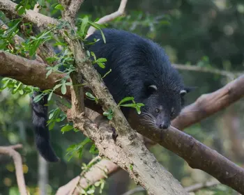 Binturong | Animal Kingdom Wiki | Fandom