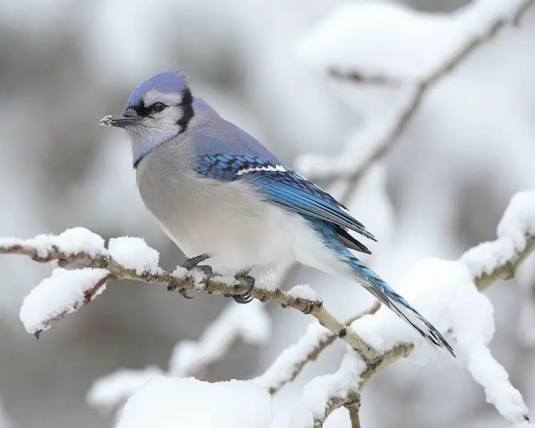 Blue Jay | Animal Kingdom Wiki | Fandom