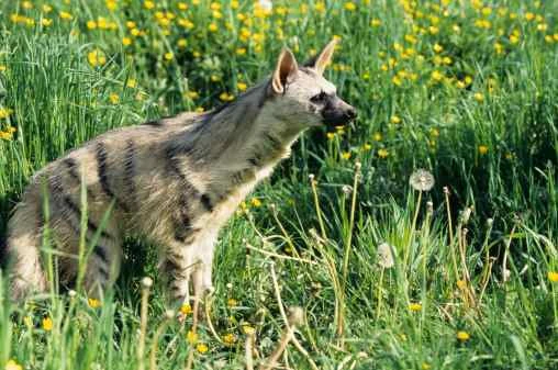 Aardwolf | Animal kingdom Wiki | Fandom