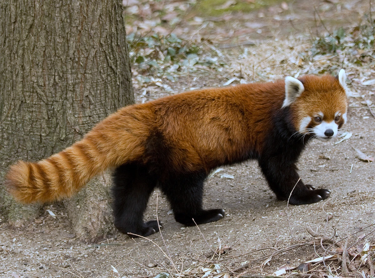 Ailurus fulgens | Animal Library Wikia | Fandom