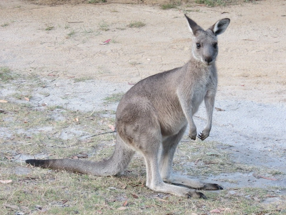 Macropus giganteus | Animal Library Wikia | Fandom