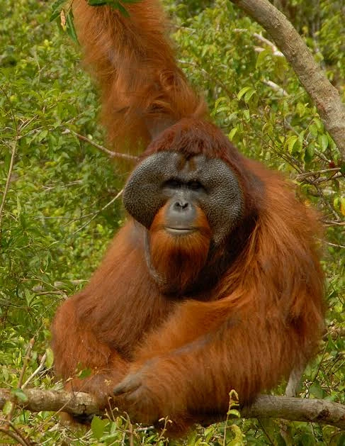Pongo pygmaeus | Animal Library Wikia | Fandom