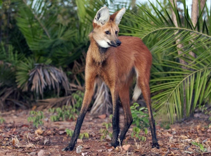 Chrysocyon brachyurus | Animal Library Wikia | Fandom