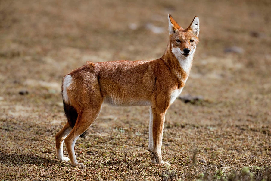 Canis simensis | Animal Library Wikia | Fandom