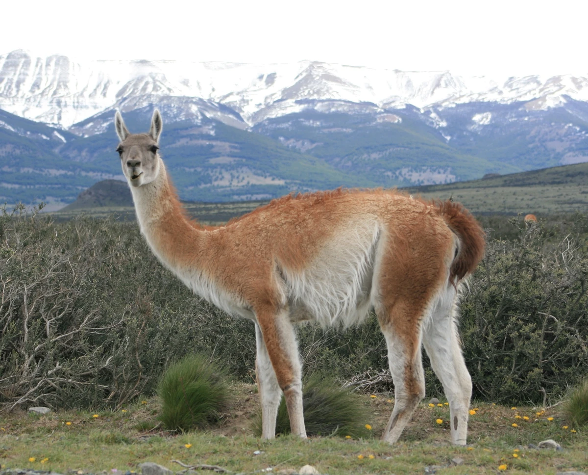 Lama guanicoe | Animal Library Wikia | Fandom