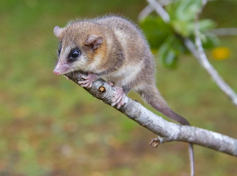 Dromiciops gliroides | Animal Library Wikia | Fandom