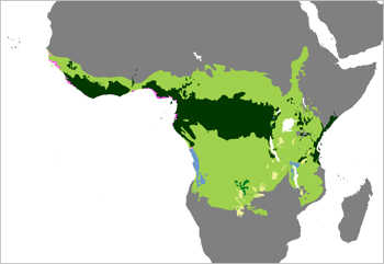 Anomalurus derbianus | Animal Library Wikia | Fandom