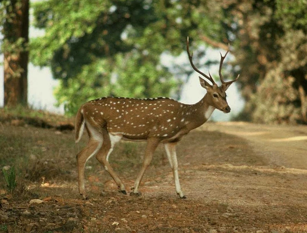 Axis axis | Animal Library Wikia | Fandom