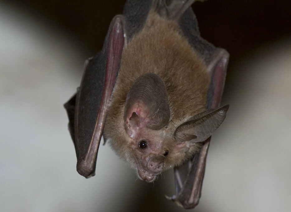 Macrotus waterhousii | Animal Library Wikia | Fandom