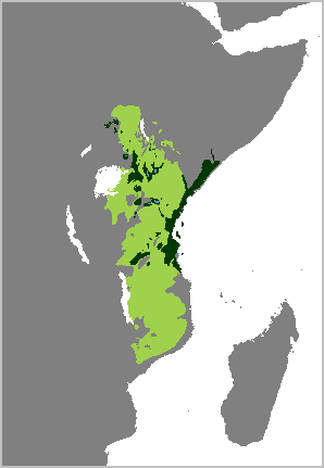 Dendrohyrax validus | Animal Library Wikia | Fandom