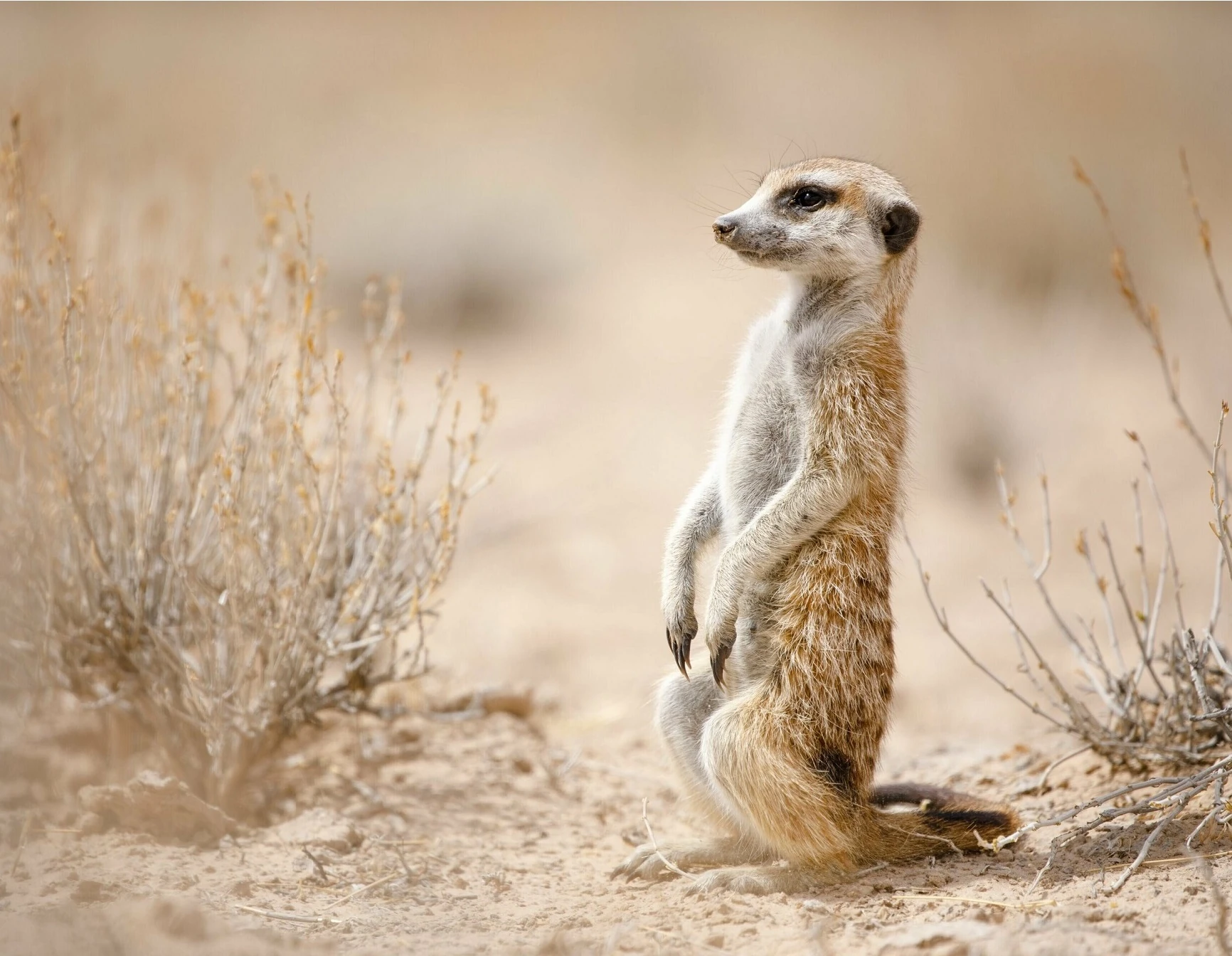 Suricata suricatta | Animal Library Wikia | Fandom