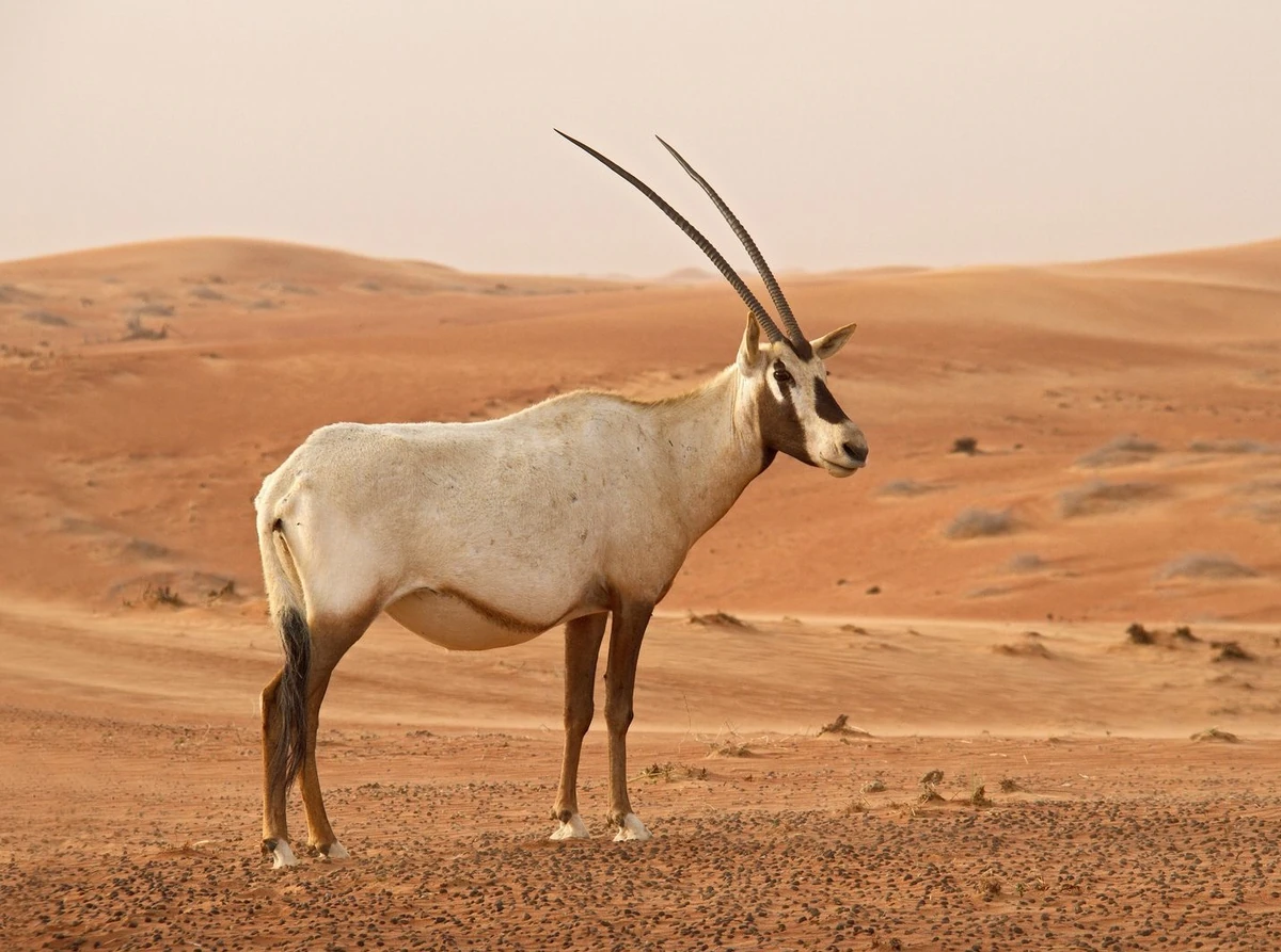 Oryx leucoryx | Animal Library Wikia | Fandom