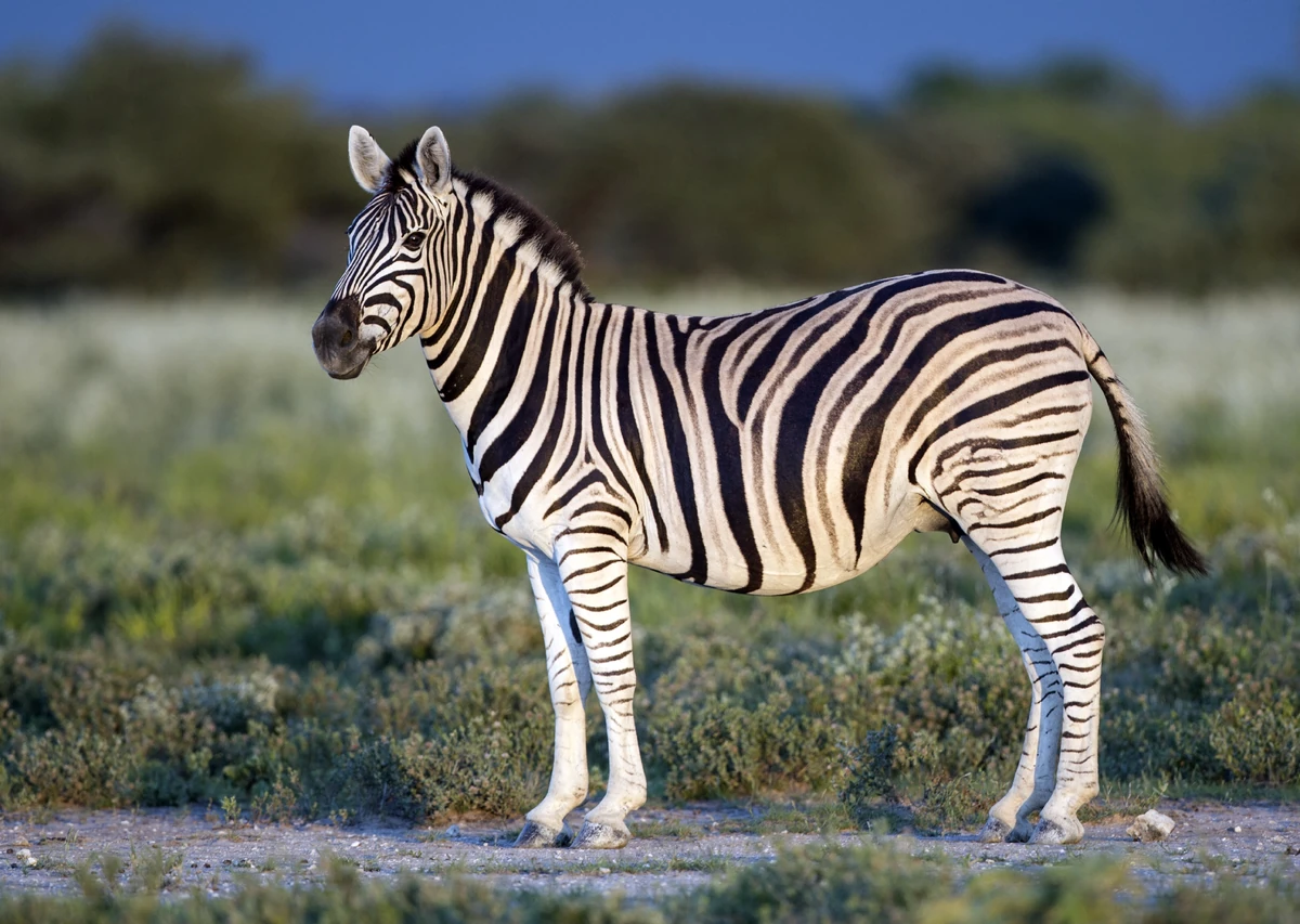 Equus quagga | Animal Library Wikia | Fandom