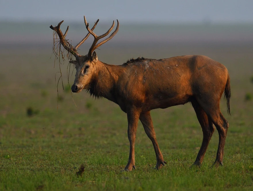 Category:Elaphurus | Animal Library Wikia | Fandom
