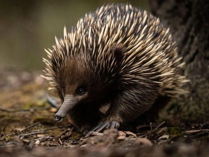 Tachyglossus aculeatus | Animal Library Wikia | Fandom