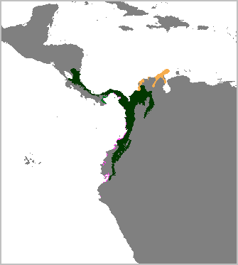 Cebus capucinus | Animal Library Wikia | Fandom