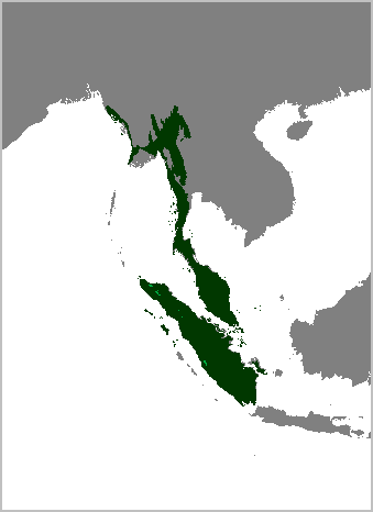 Tapirus indicus | Animal Library Wikia | Fandom