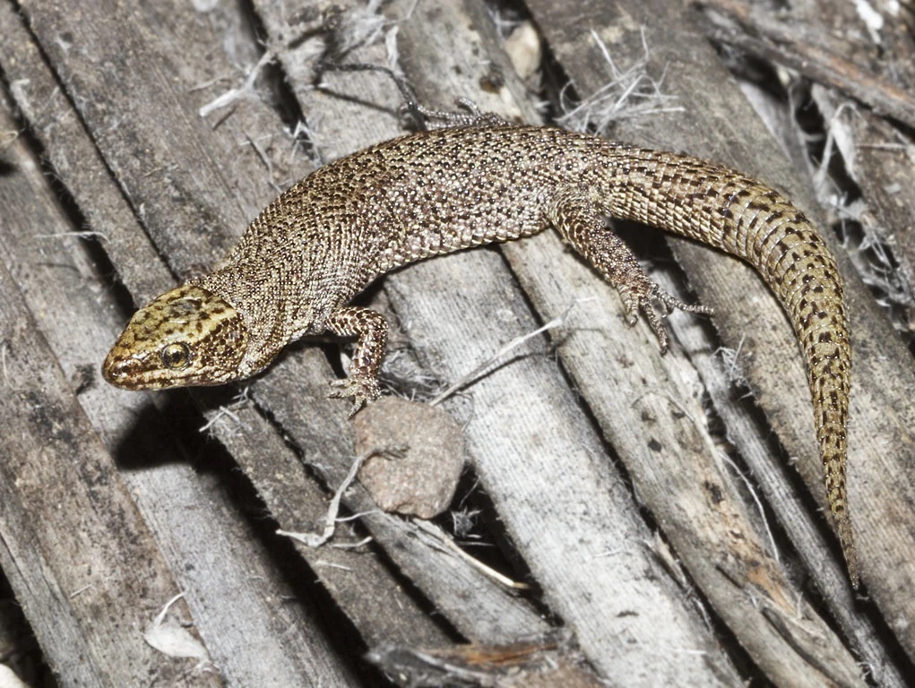 Xantusia vigilis | Animal Library Wikia | Fandom