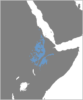 Canis simensis | Animal Library Wikia | Fandom