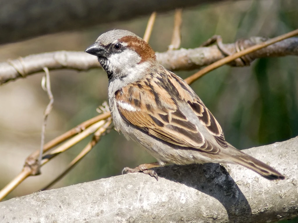 Passer domesticus | Animal Library Wikia | Fandom