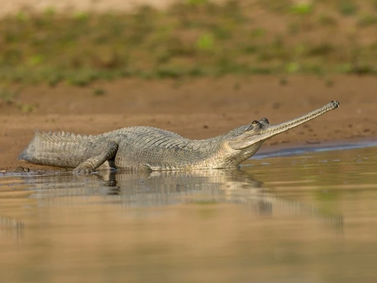 Gavialis gangeticus | Animal Library Wikia | Fandom