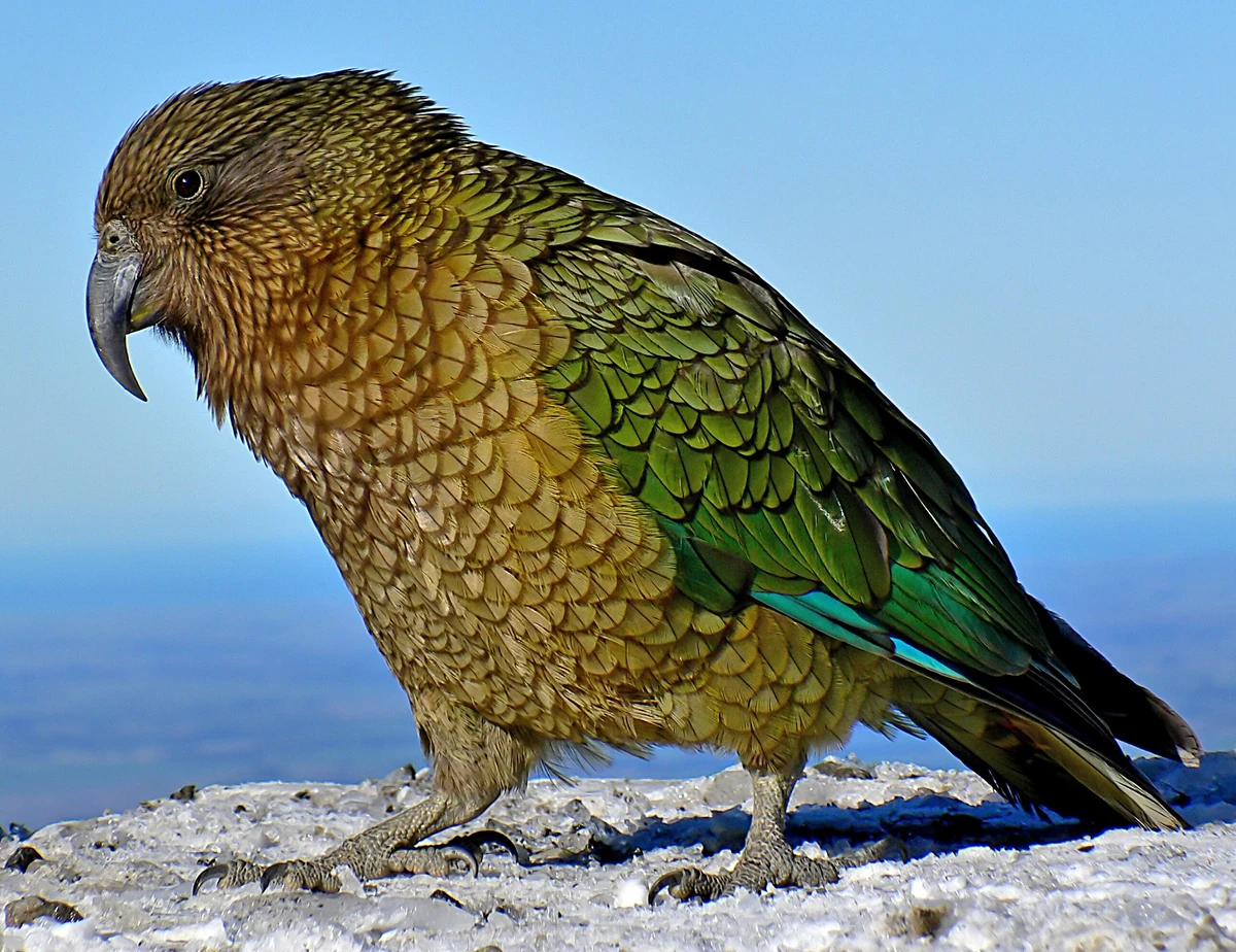 Nestor notabilis | Animal Library Wikia | Fandom