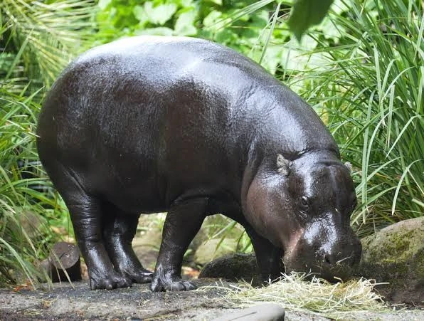 Choeropsis liberiensis | Animal Library Wikia | Fandom