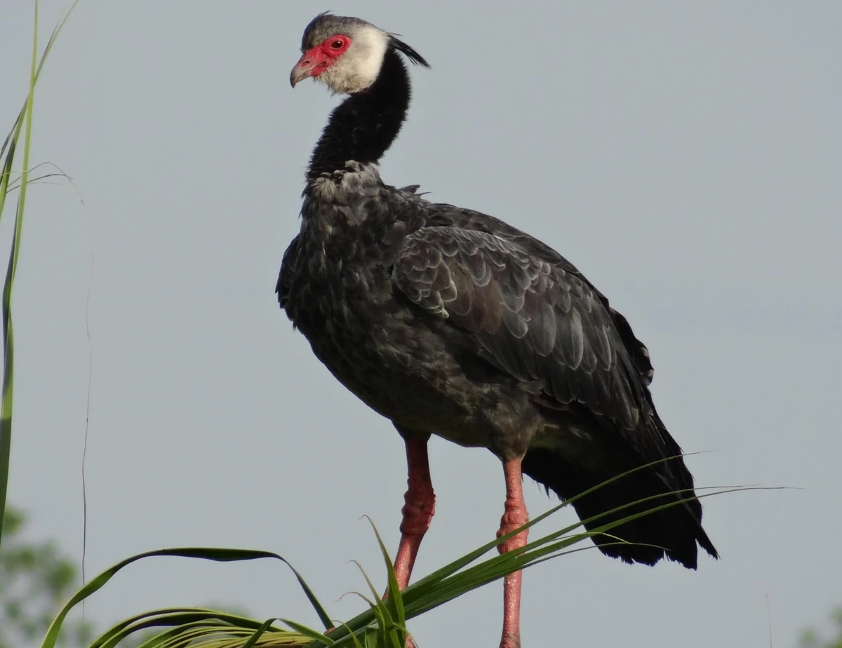 Chauna chavaria | Animal Library Wikia | Fandom