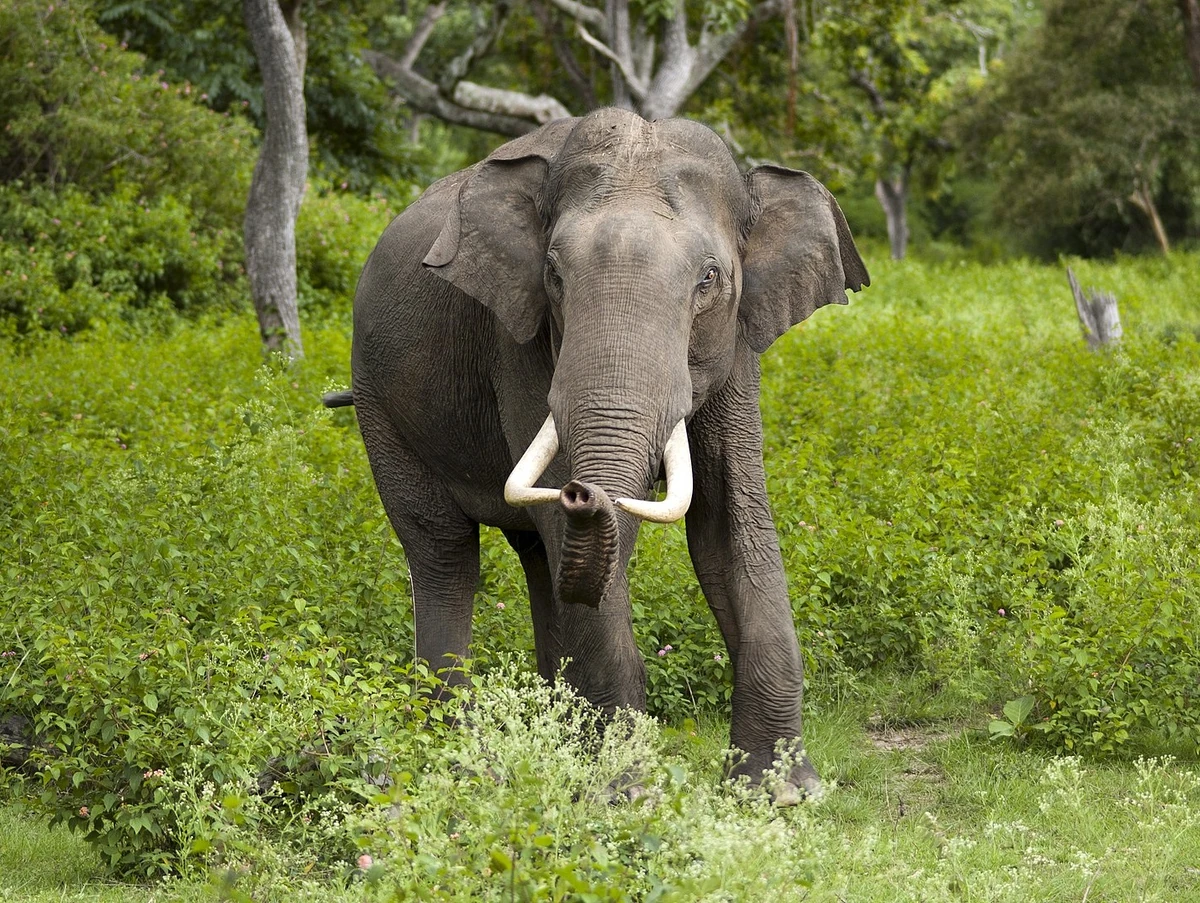Elephas maximus | Animal Library Wikia | Fandom