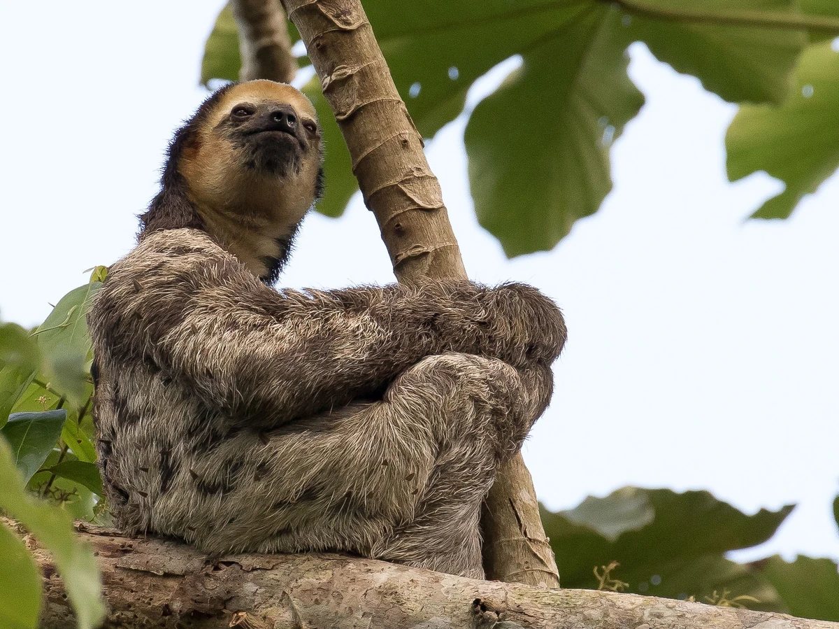 Bradypus tridactylus | Animal Library Wikia | Fandom