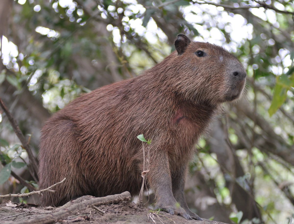 Hydrochoerus hydrochaeris | Animal Library Wikia | Fandom