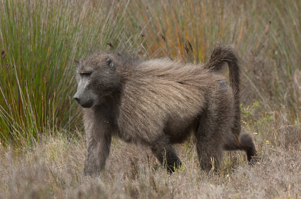 Papio ursinus | Animal Library Wikia | Fandom