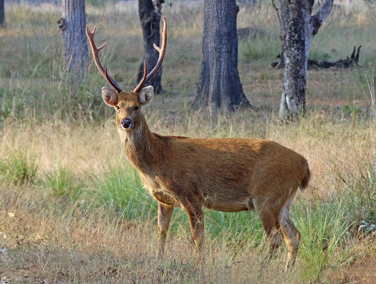Rucervus duvaucelii | Animal Library Wikia | Fandom