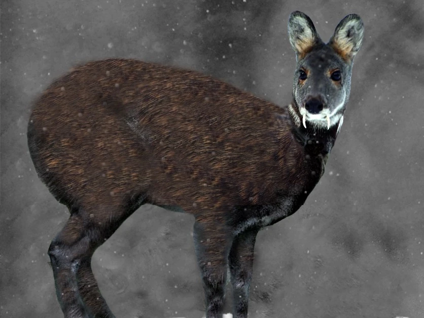 Moschus moschiferus | Animal Library Wikia | Fandom