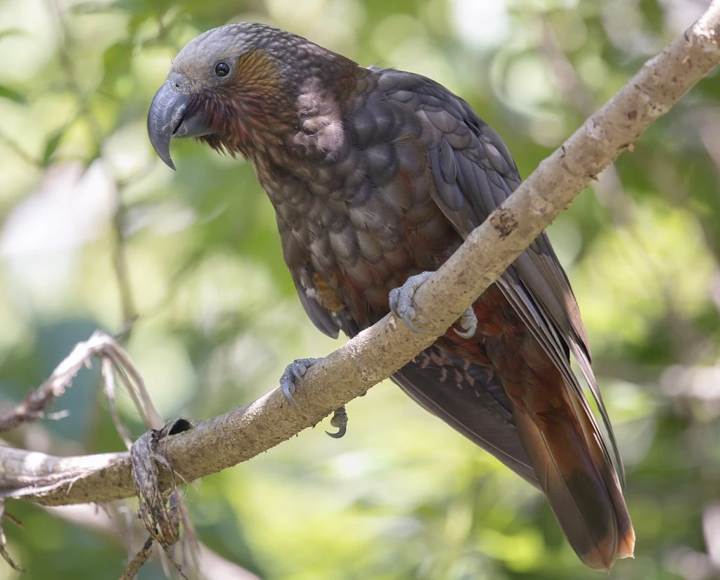 Nestor meridionalis | Animal Library Wikia | Fandom