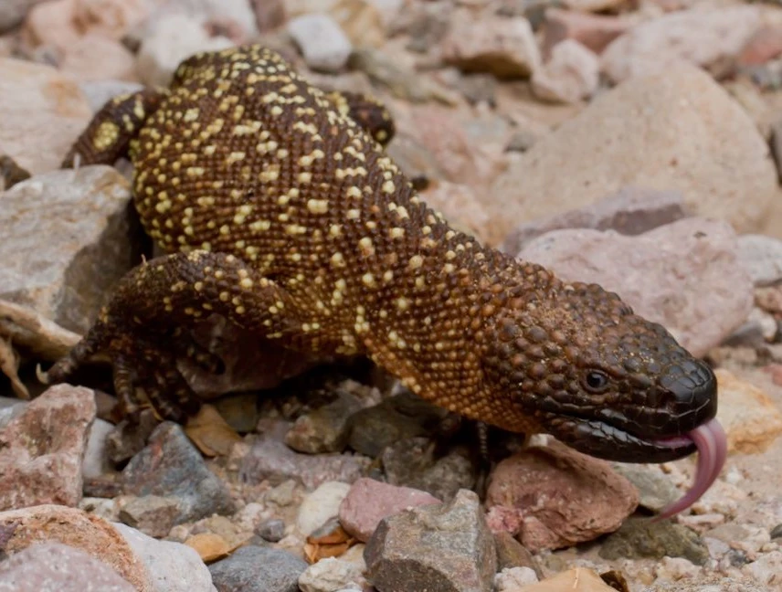 Heloderma Horridum Alvarezi