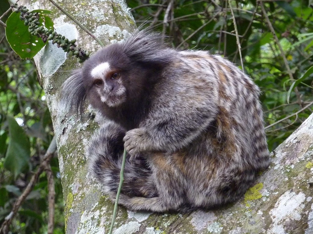 Callithrix jacchus | Animal Library Wikia | Fandom