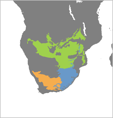 Elephantulus myurus | Animal Library Wikia | Fandom