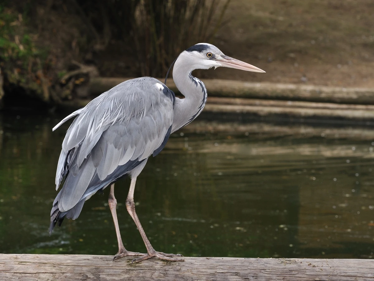 Ardea cinerea | Animal Library Wikia | Fandom
