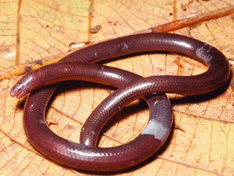 Dibamus leucurus | Animal Library Wikia | Fandom