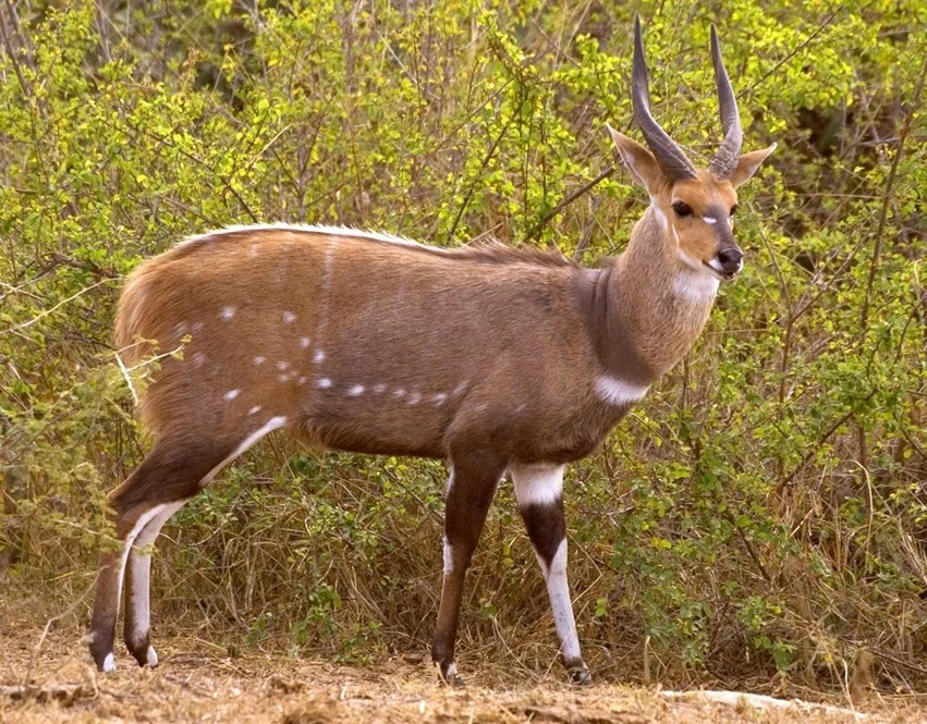 Tragelaphus scriptus | Animal Library Wikia | Fandom