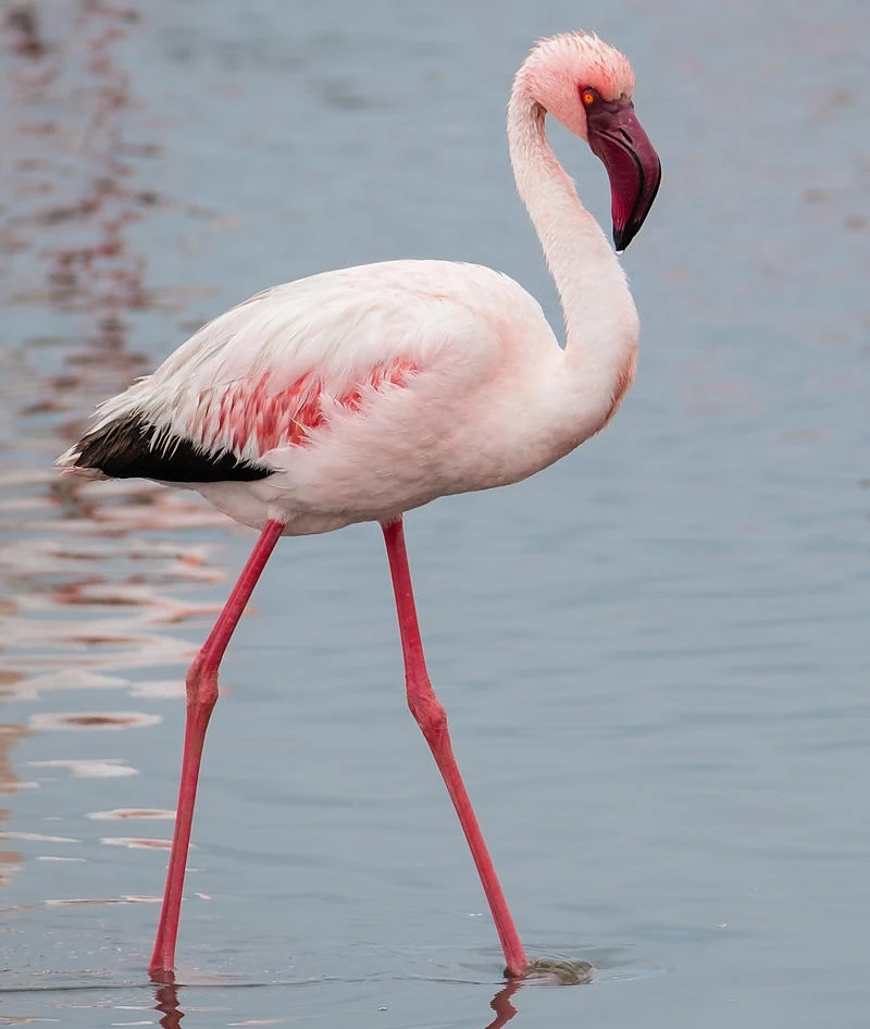 Phoeniconaias minor | Animal Library Wikia | Fandom