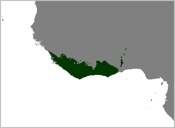 Cephalophus jentinki | Animal Library Wikia | Fandom